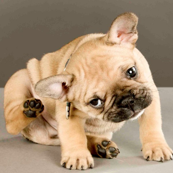 Tienda de productos para Perros en Mallorca - Lord Perrum